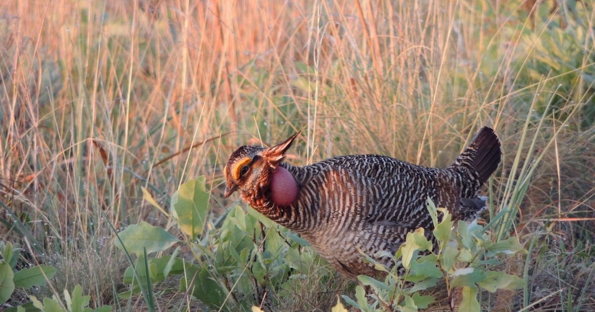 Lesser Prairie-Chicken Conservation Agreements and Habitat Conservation ...