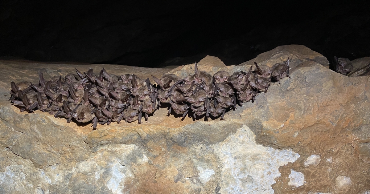Ozark Big-eared Bat Foraging Study | U.S. Fish & Wildlife Service