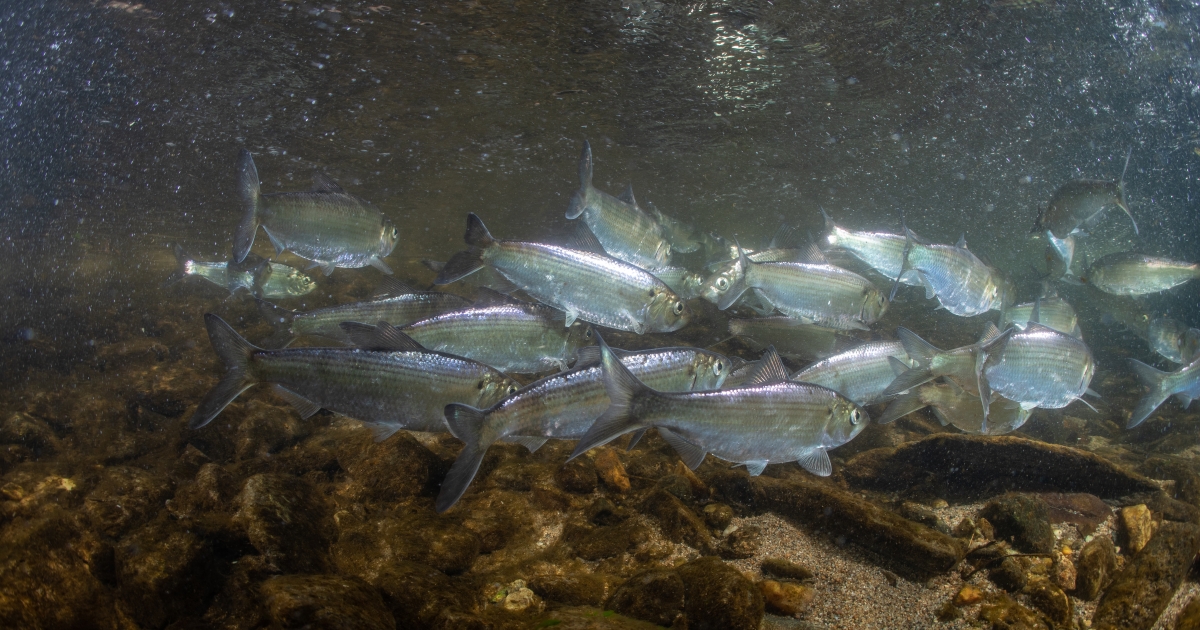 The little stream that could, and will again | U.S. Fish & Wildlife Service