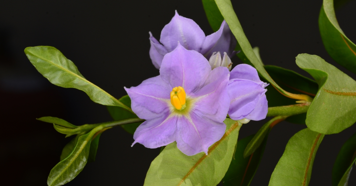 Marron Bacora (Solanum conocarpum) | U.S. Fish & Wildlife Service