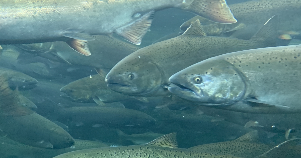Spring Chinook Salmon Adult Returns Surging This Summer | U.S. Fish ...