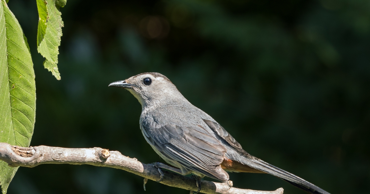 Gray Catbird (Dumetella carolinensis) | U.S. Fish & Wildlife Service