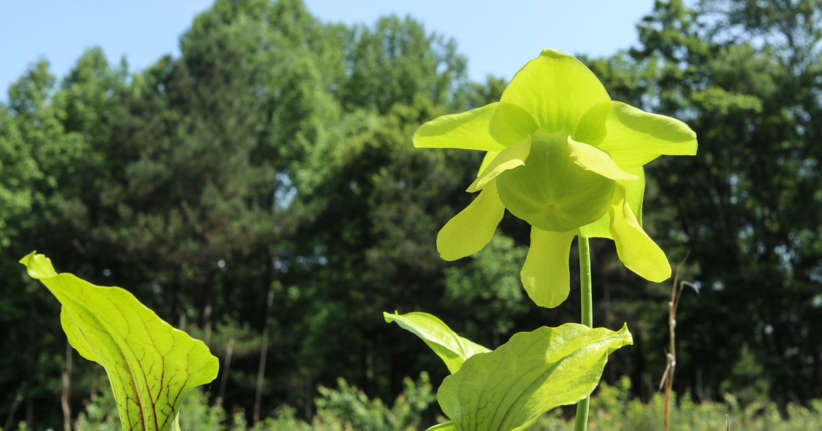 Green Pitcher-plant (Sarracenia oreophila) | U.S. Fish & Wildlife Service