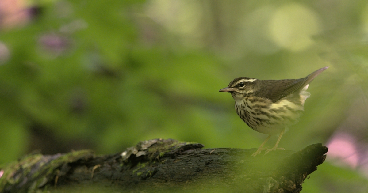 Louisiana Waterthrush (Parkesia motacilla) | U.S. Fish & Wildlife Service