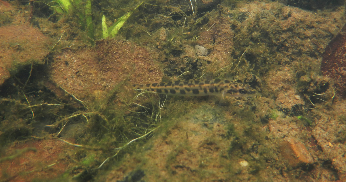 Leopard Darter (Percina pantherina) | U.S. Fish & Wildlife Service