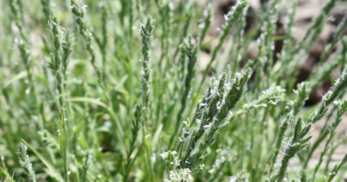 Hairy Orcutt Grass (Orcuttia pilosa) | U.S. Fish & Wildlife Service