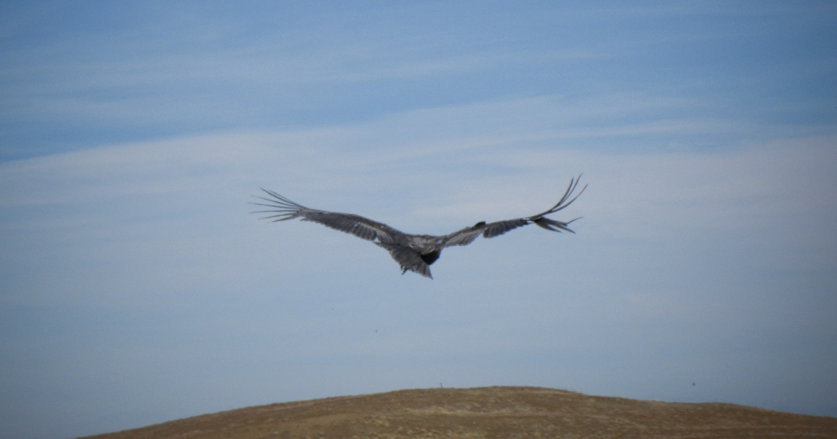 California Condor HPAI Response Update - July 28, 2023 | U.S. Fish ...