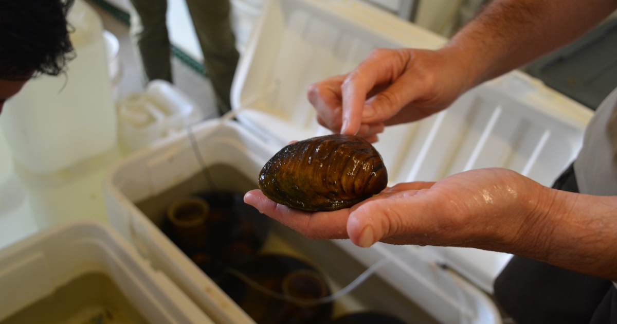 Revitalizing freshwater mussels in the midwest | U.S. Fish & Wildlife ...