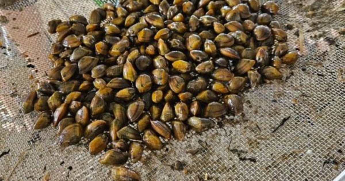 Mussel Harvest Time for Norfork National Fish Hatchery | U.S. Fish ...