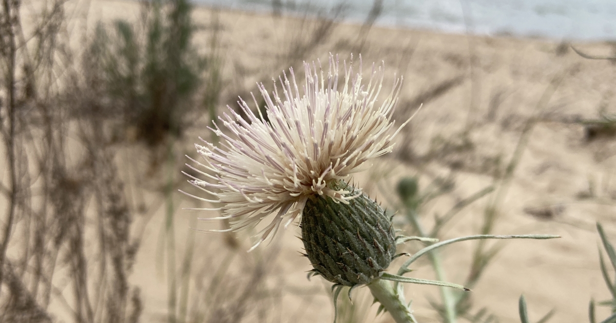 Pitcher's Thistle (Cirsium pitcheri) | U.S. Fish & Wildlife Service