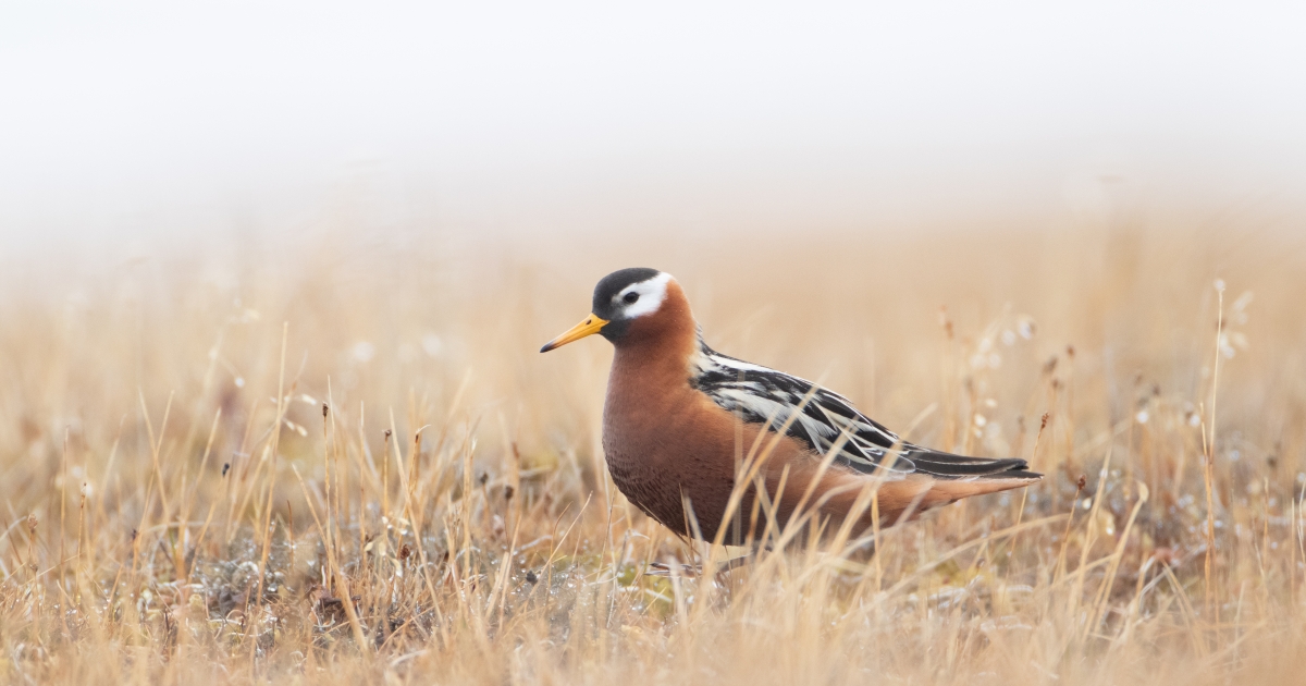 Neotropical Migratory Bird Conservation Act: Frequently Asked Questions ...