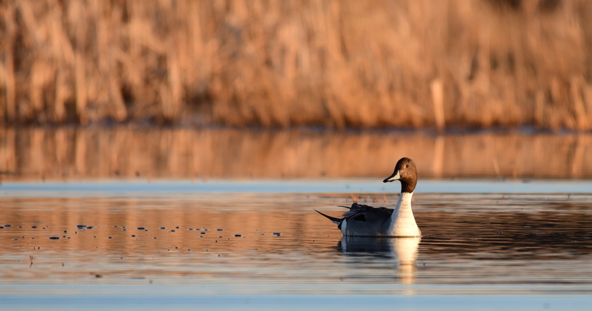 New Strategy to Inform Northern Pintail Hunting Regulations | U.S. Fish ...
