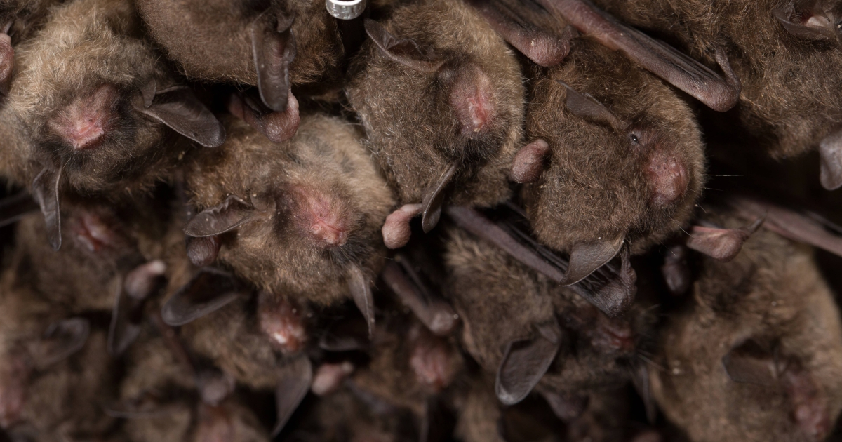 $48.4M for Collaborative Efforts to Conserve America’s Most Imperiled ...