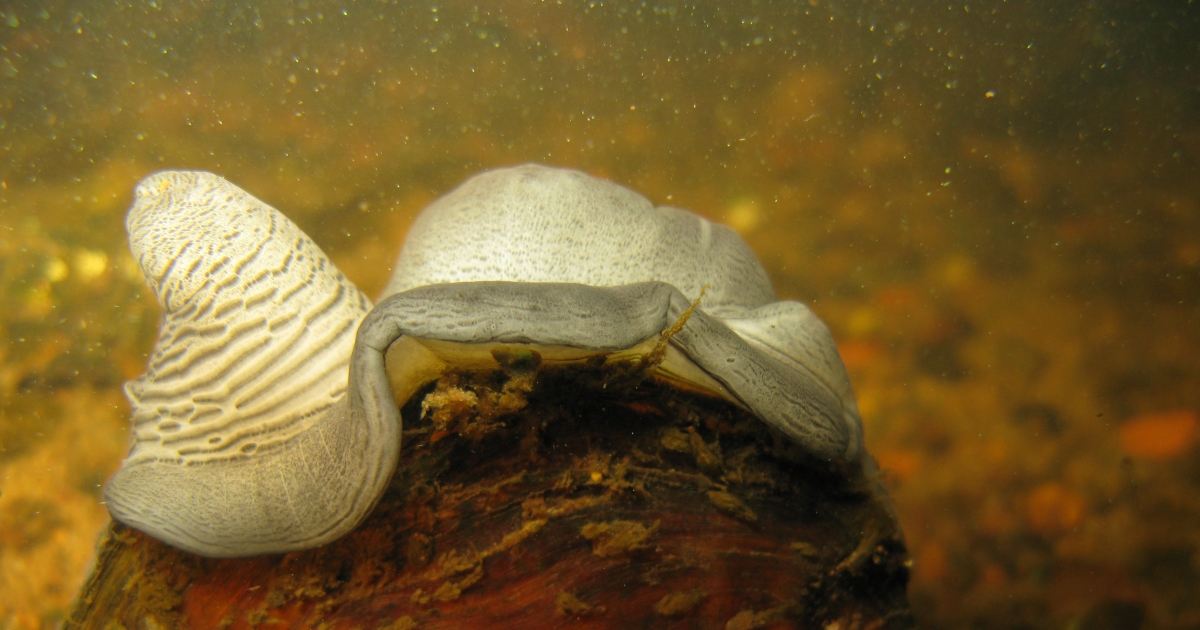 Winged Mapleleaf (Quadrula fragosa) | U.S. Fish & Wildlife Service