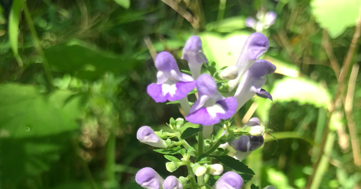 Ocmulgee Skullcap Federally Protected | U.S. Fish & Wildlife Service