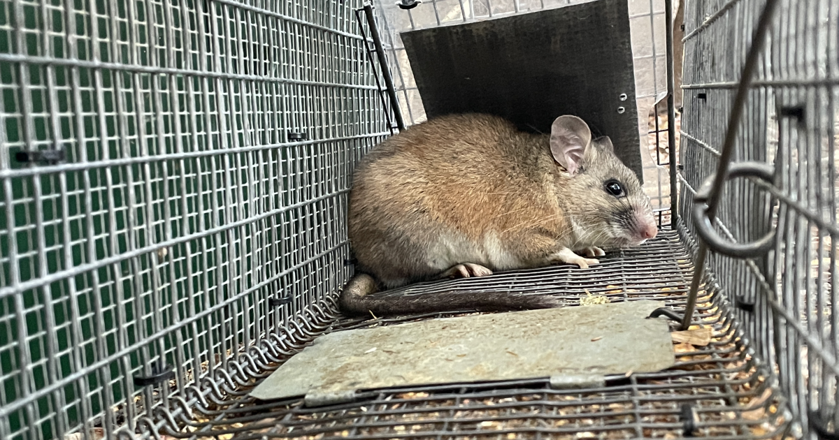 Riparian Woodrats Found After 7 Year Absence | U.S. Fish & Wildlife Service