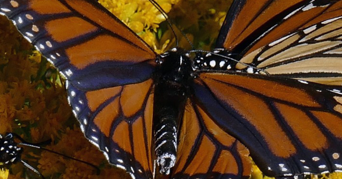 Majestic Monarchs | U.S. Fish & Wildlife Service