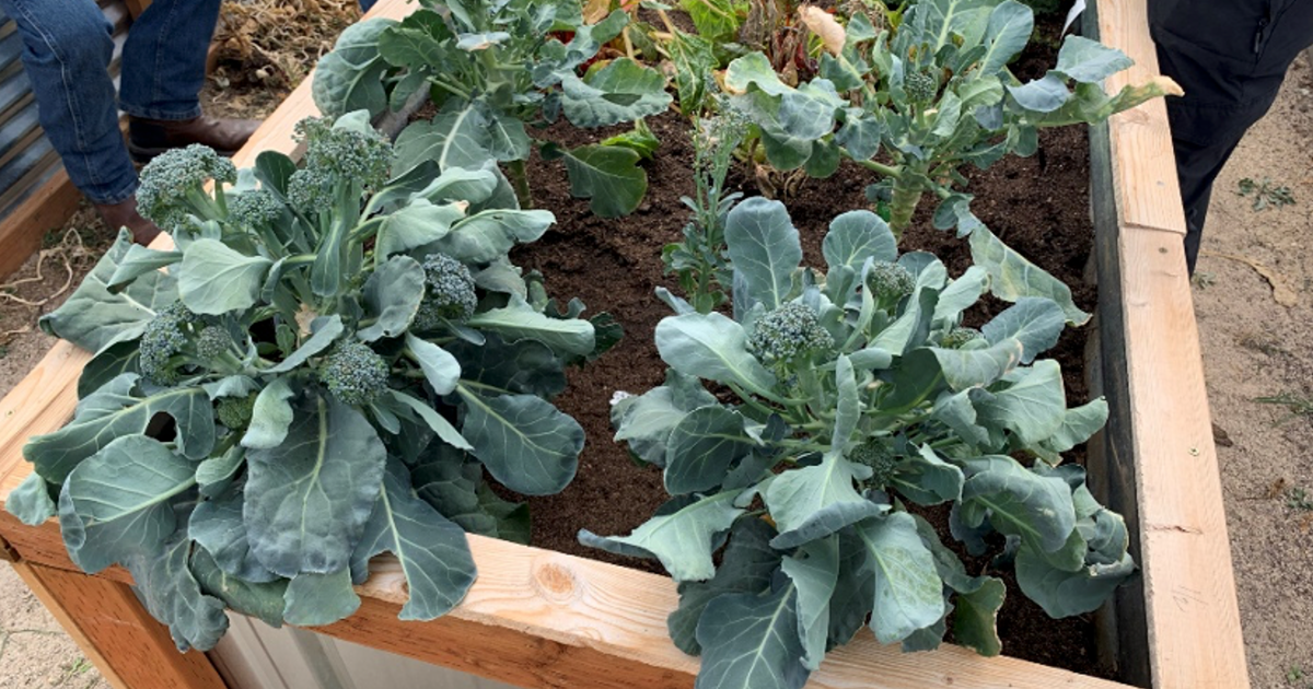 Hoop Houses on the Duck Valley Reservation | U.S. Fish & Wildlife Service
