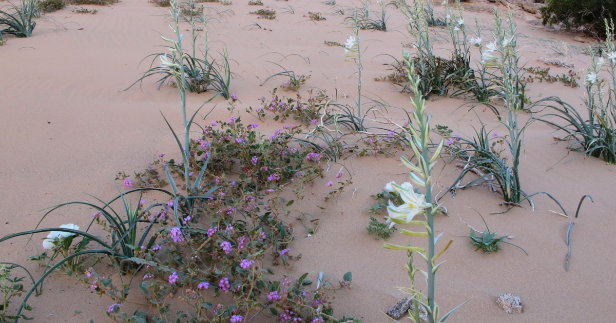 Mobile App and Remote Sensing for Invasives | U.S. Fish & Wildlife Service