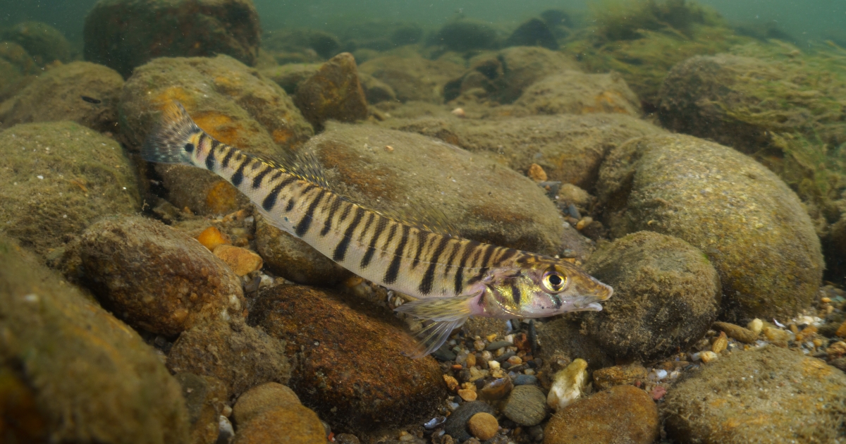 Conasauga Logperch (Percina jenkinsi) | U.S. Fish & Wildlife Service