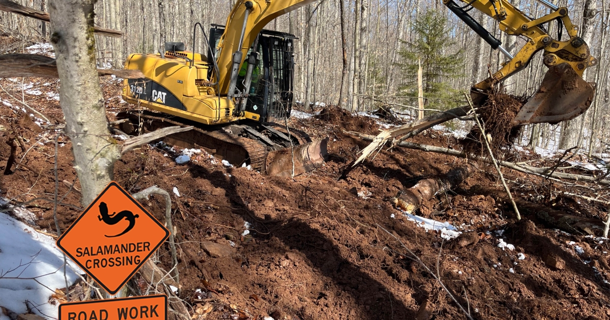 Road Work Ahead (For Salamanders) | U.S. Fish & Wildlife Service