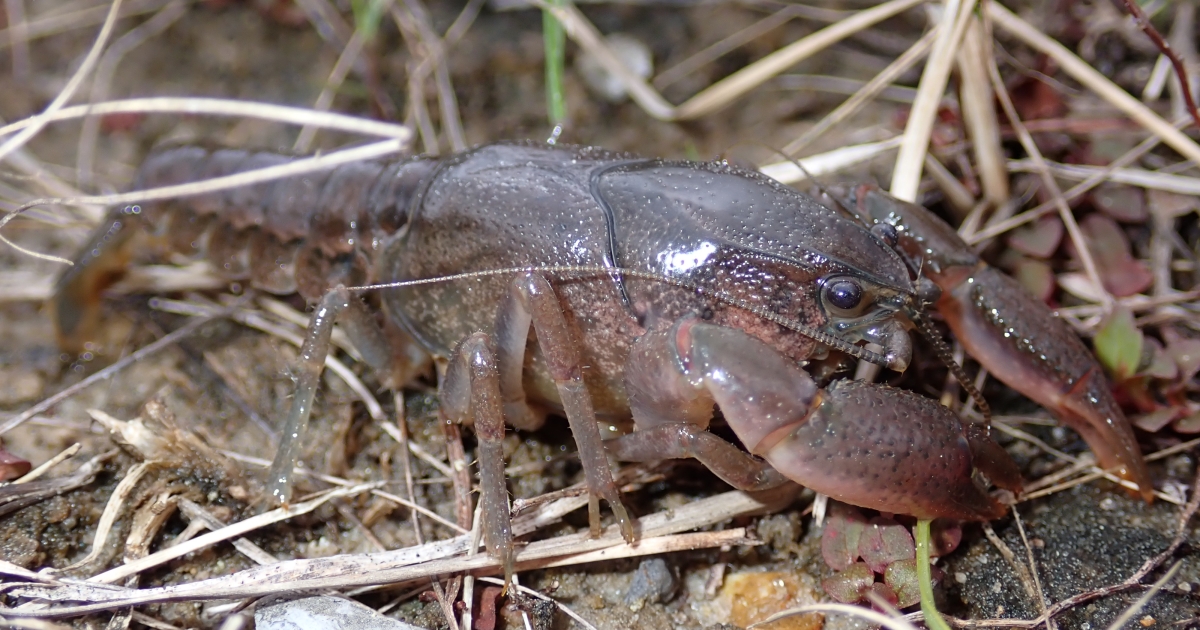 Spinytail Crayfish Remain Strong | U.S. Fish & Wildlife Service