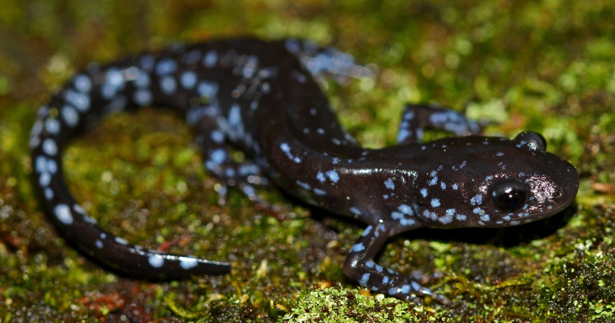 Red Coats and blue-spotted salamanders | U.S. Fish & Wildlife Service