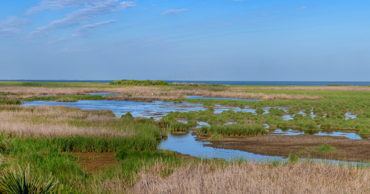 2025 Wintering Whooping Crane Count | U.S. Fish & Wildlife Service