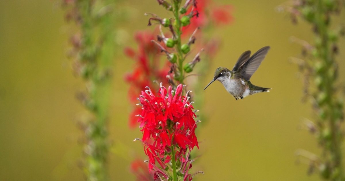Ruby-throated Hummingbird (Archilochus colubris) | U.S. Fish & Wildlife ...