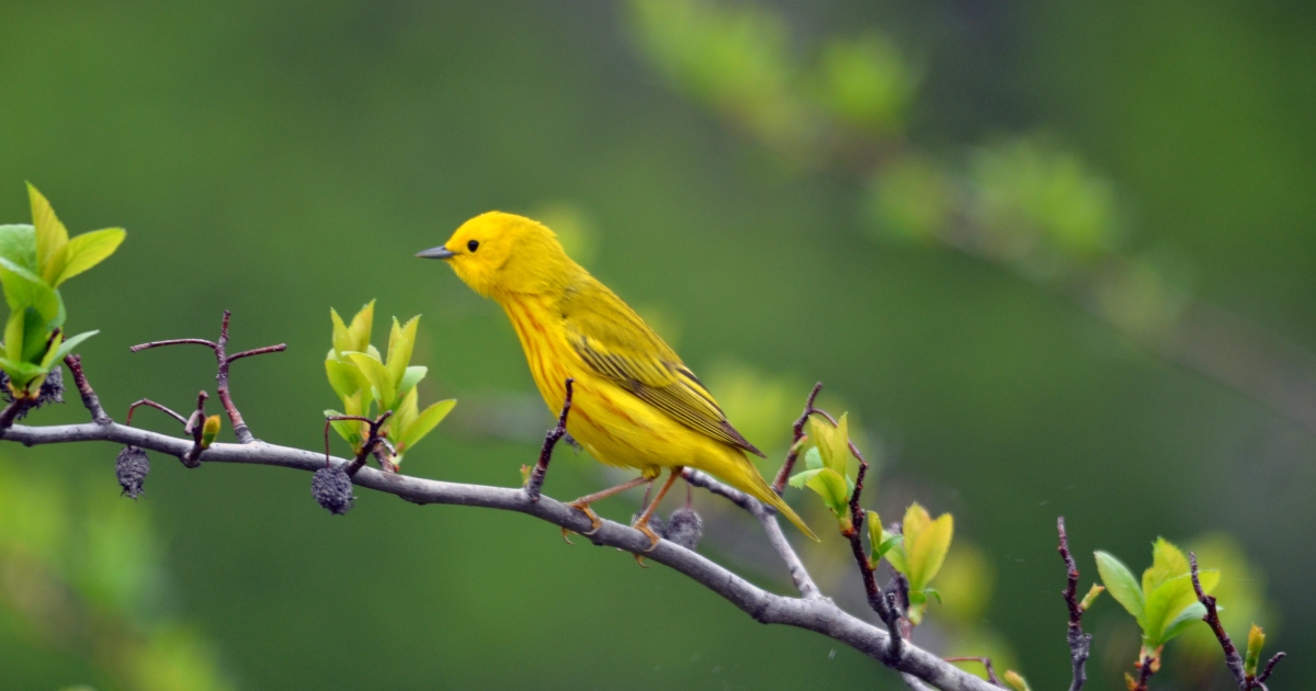 Building Bird-Friendly Cities with Tim Beatley | U.S. Fish & Wildlife ...