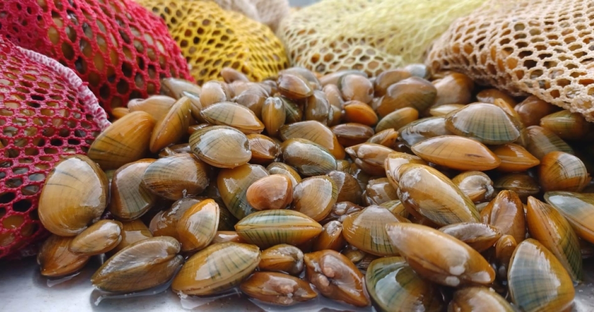 Rare Mussels Make a Comeback in Dunkard Creek | U.S. Fish & Wildlife ...