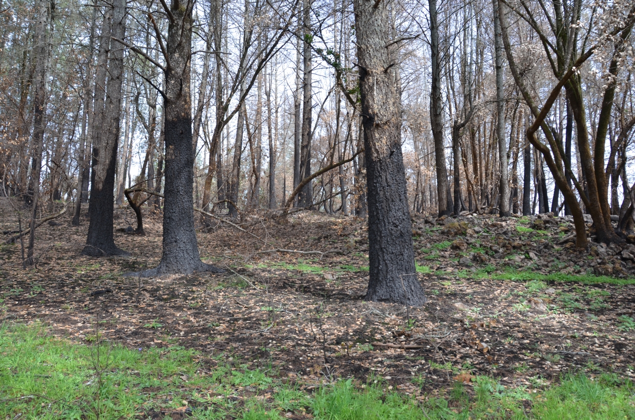 burn-scars-on-trees-ledson-marsh-ca-veronica-davison.JPG | FWS.gov