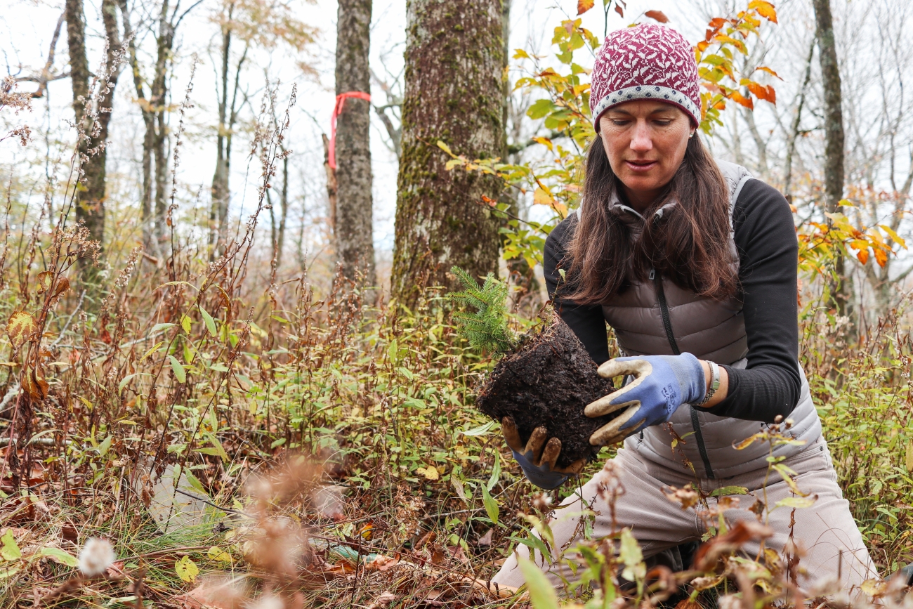 Sue Cameron plants a red spruce on Cherokee National Forest | FWS.gov