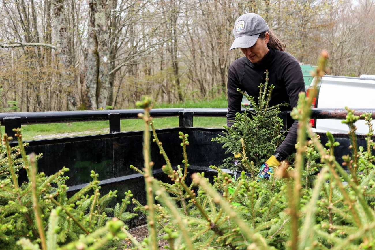Sue Cameron unloads red spruce trees for planting on Cherokee National ...