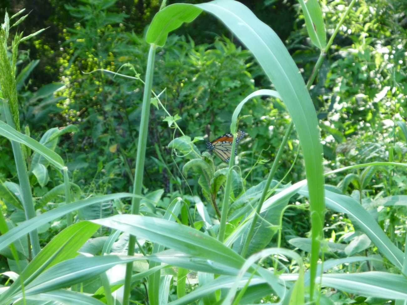 Monarch Butterfly seen through invasive plant | FWS.gov