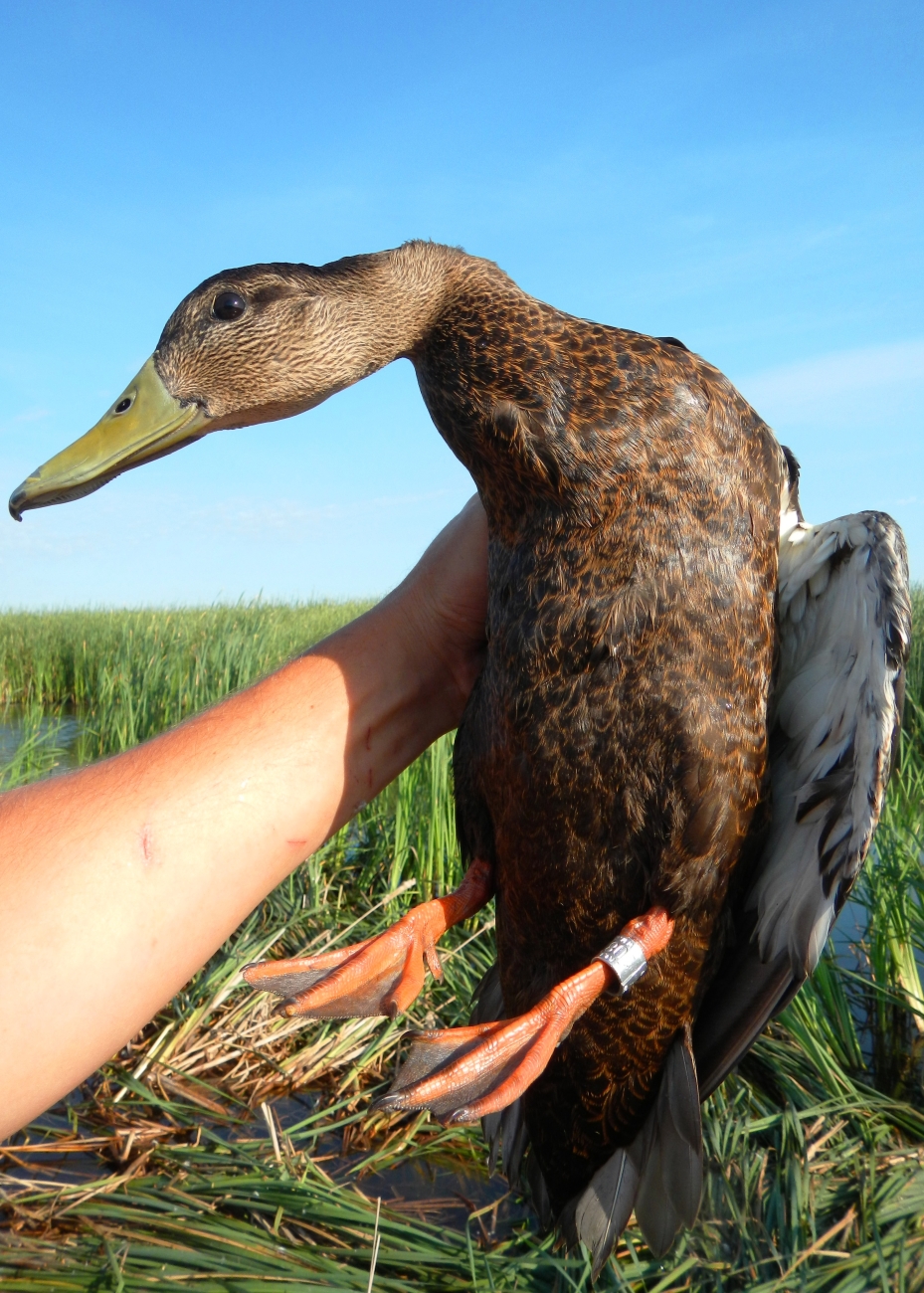 banded_black_duck_rob_spangler_USFWS.JPG | FWS.gov