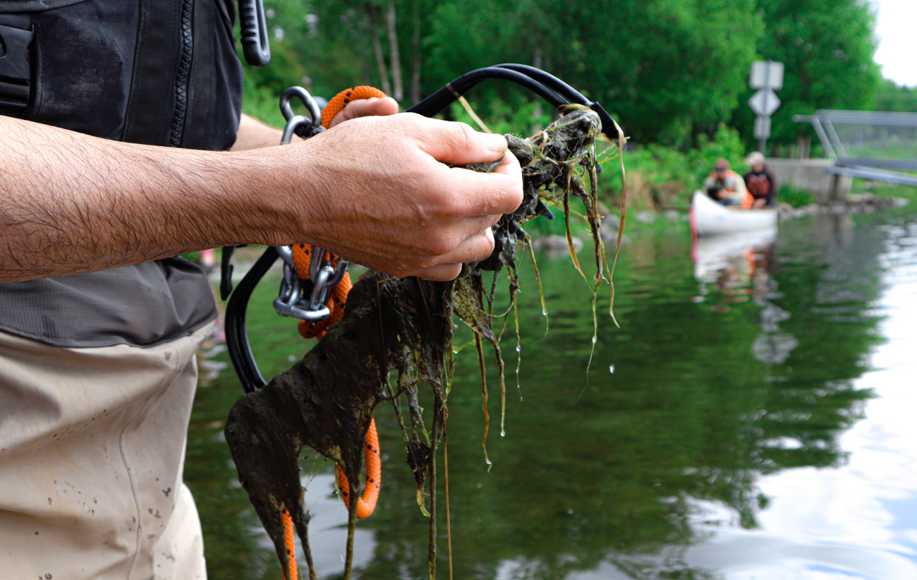 Elodea lake rake surveys on Delong Lake Anchorage AK.jpg | FWS.gov