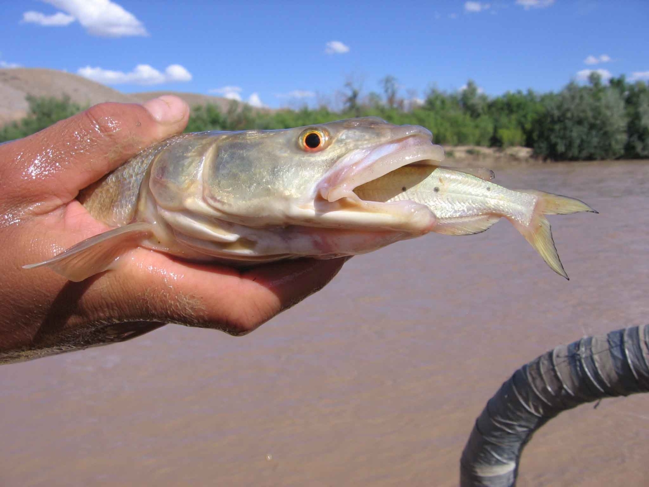 Channel Catfish eating a Colorado Pikeminnow | FWS.gov