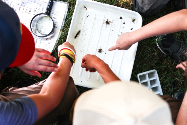Students identifying aquatic insects | FWS.gov