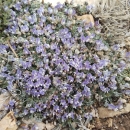 Sentry Milk-vetch | FWS.gov