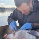 Mark Fritts closes up small surgical incision on invasive carp on the ...