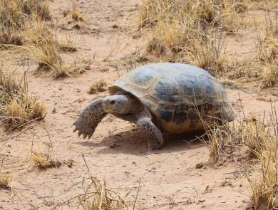 New Mexico Ecological Services Field Office | U.S. Fish & Wildlife Service