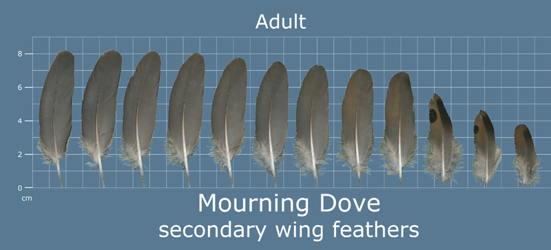 Mourning Dove Feather