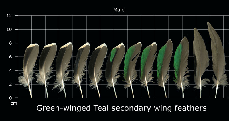 The Feather Atlas - Feather Identification and Scans - U.S. Fish and ...