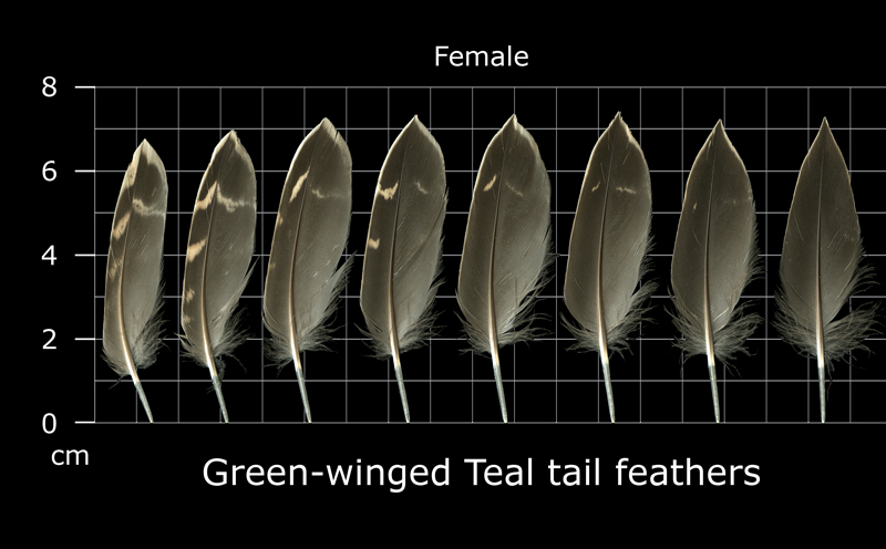 The Feather Atlas - Feather Identification and Scans - U.S. Fish and ...