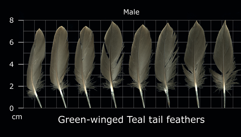 The Feather Atlas - Feather Identification and Scans - U.S. Fish and ...