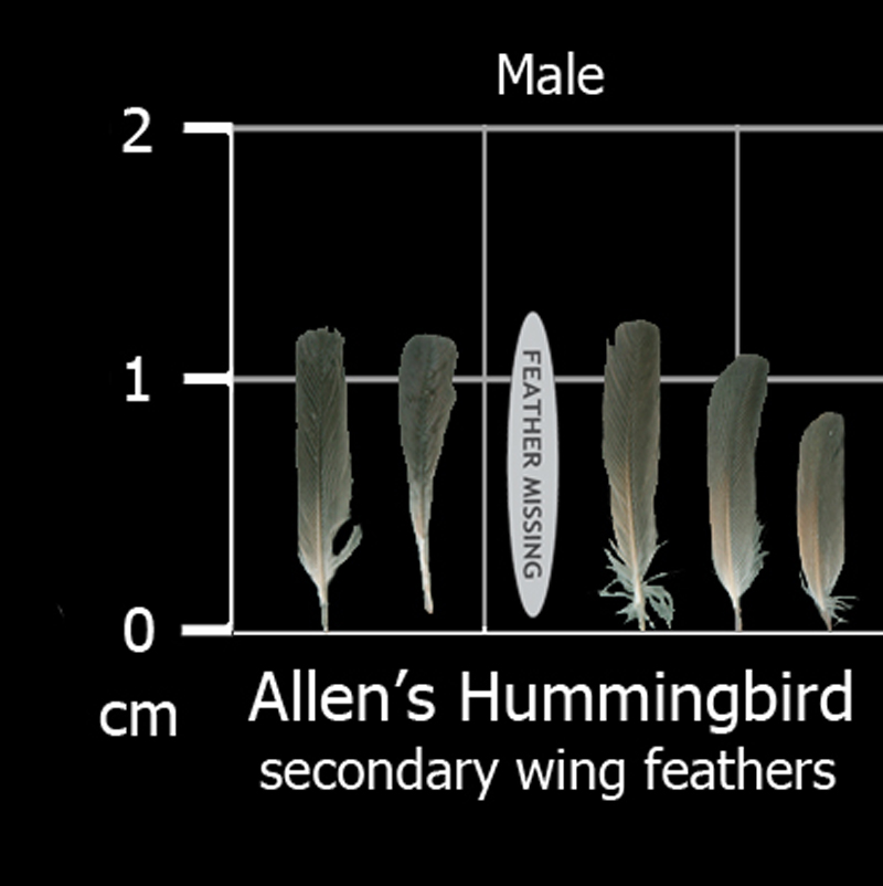The Feather Atlas - Feather Identification and Scans - U.S. Fish and ...