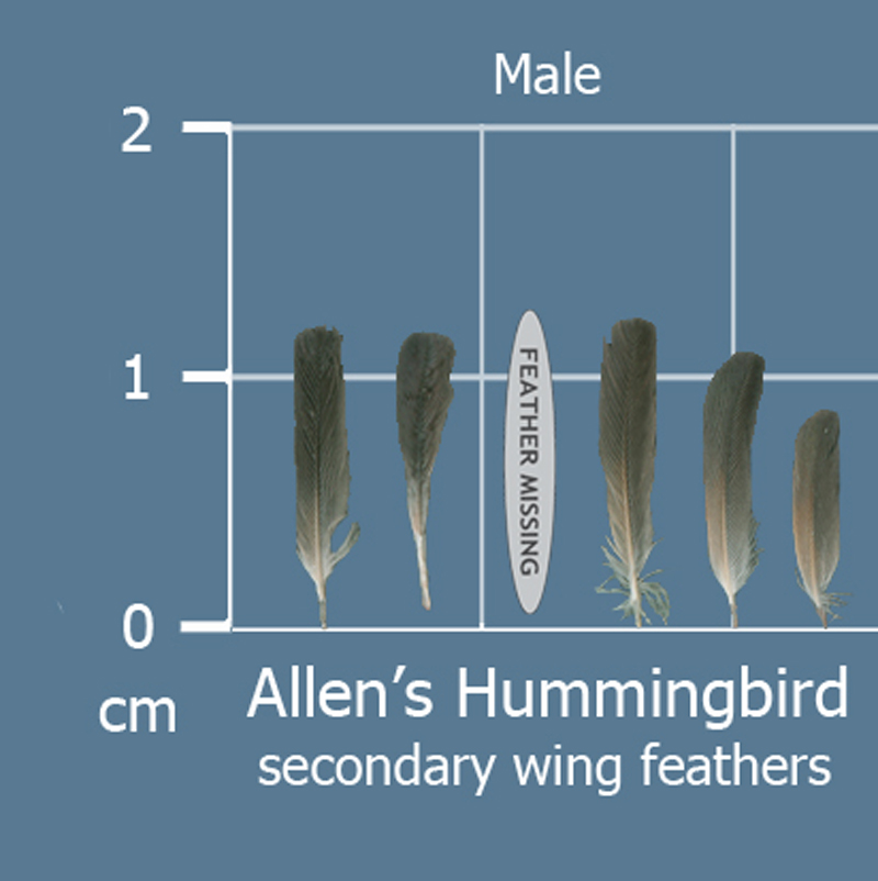The Feather Atlas - Feather Identification and Scans - U.S. Fish and ...