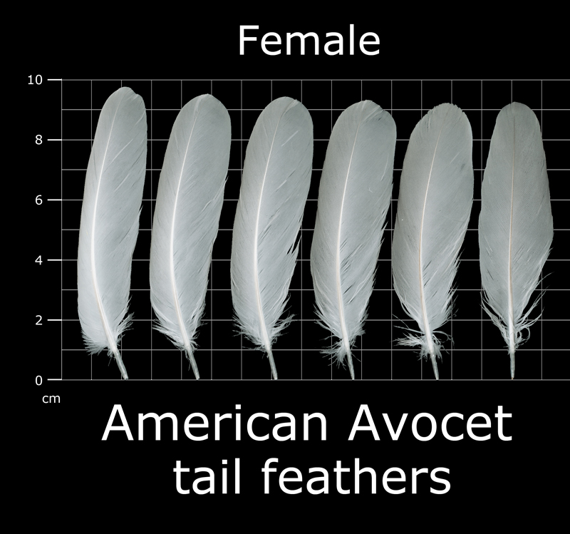 The Feather Atlas - Feather Identification and Scans - U.S. Fish and ...