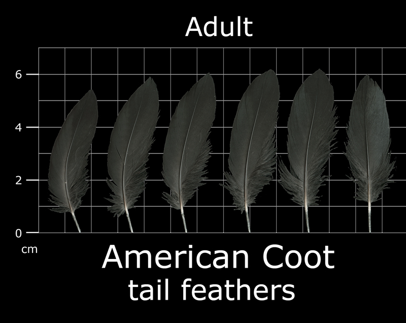 The Feather Atlas - Feather Identification and Scans - U.S. Fish and ...